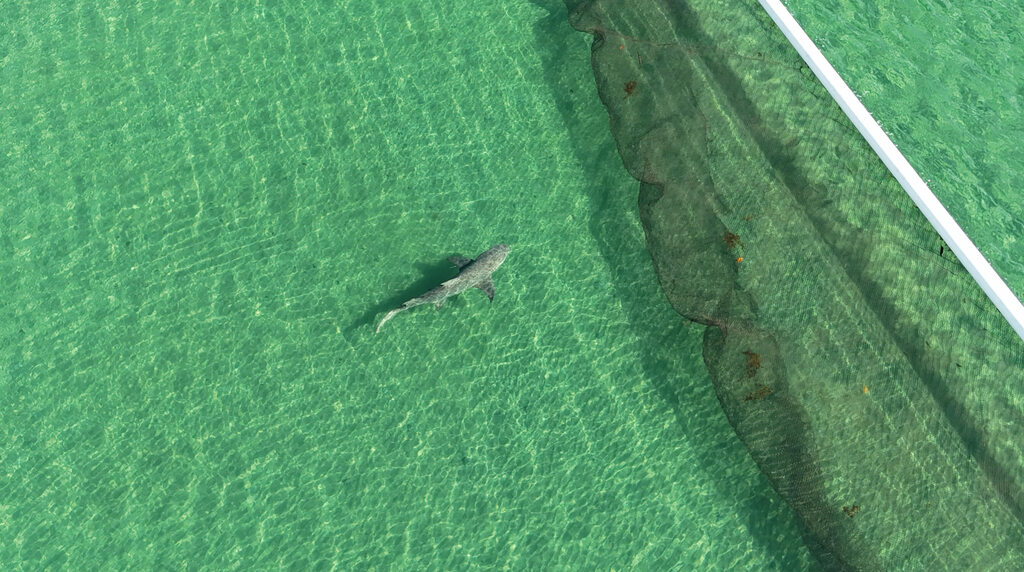 WATCH THE VIDEO: Drone footage of shark trapped in Port Douglas ...