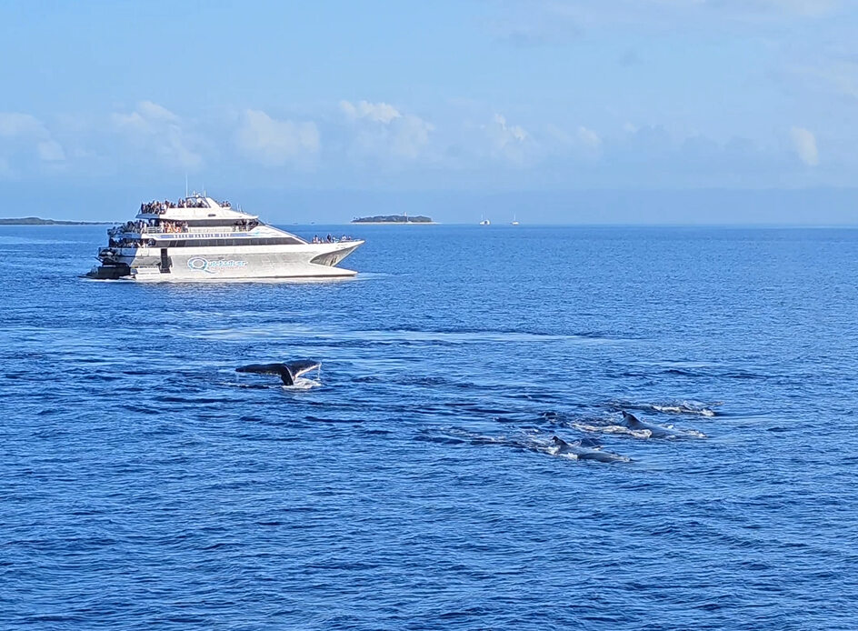 WATCH THE VIDEO: Tourism treat as eight whales play together off ...