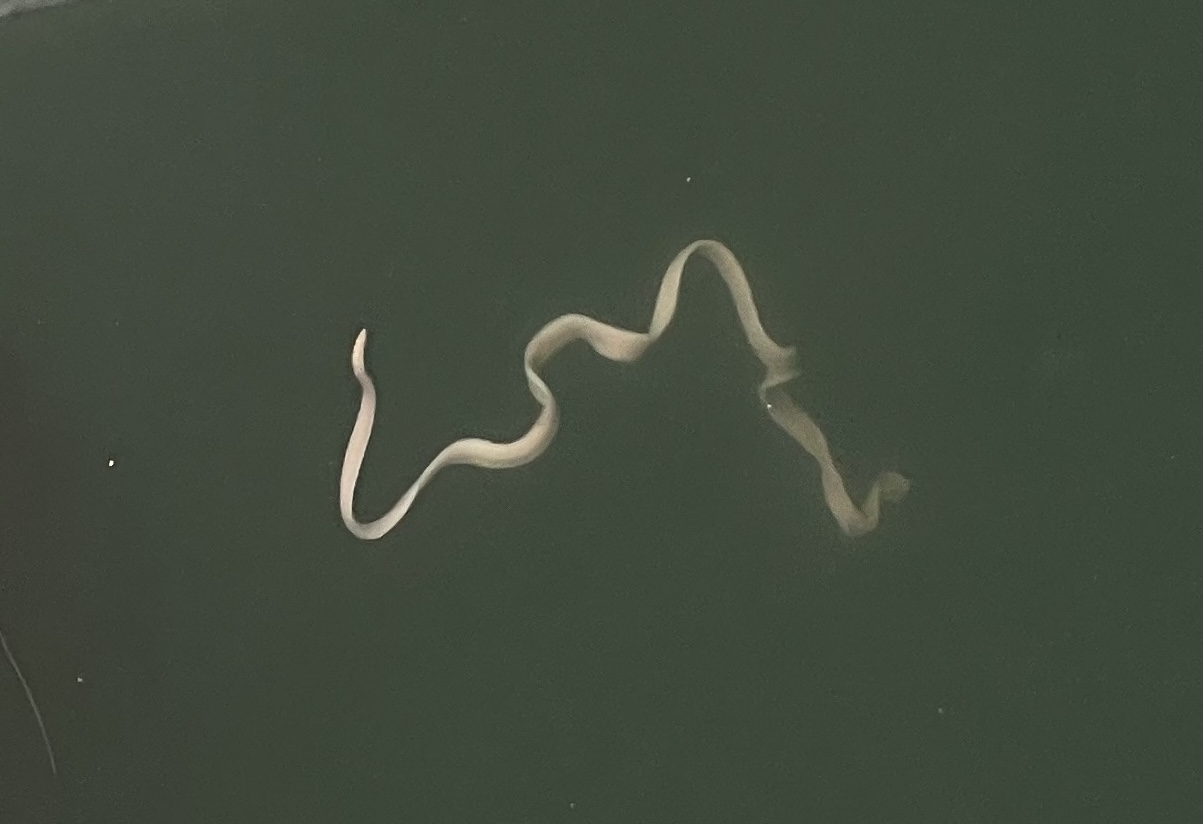 WATCH THE VIDEO: Rare ghost eel spotted in Port Douglas Marina ...