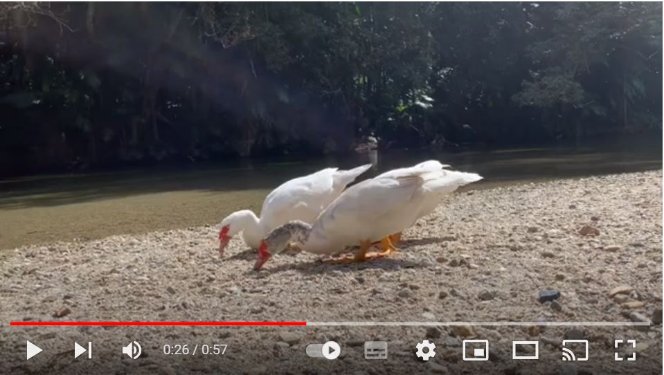 DUCK TALES: Call to find widely-loved duck trio missing from Mossman ...