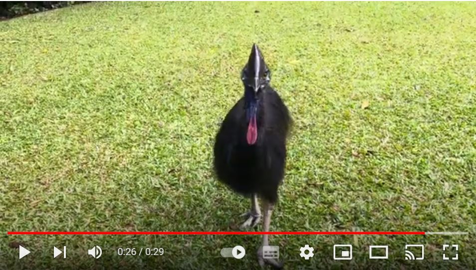 VIDEO: TIME IS TICKING: Daintree resident issues heartfelt plea to help ...