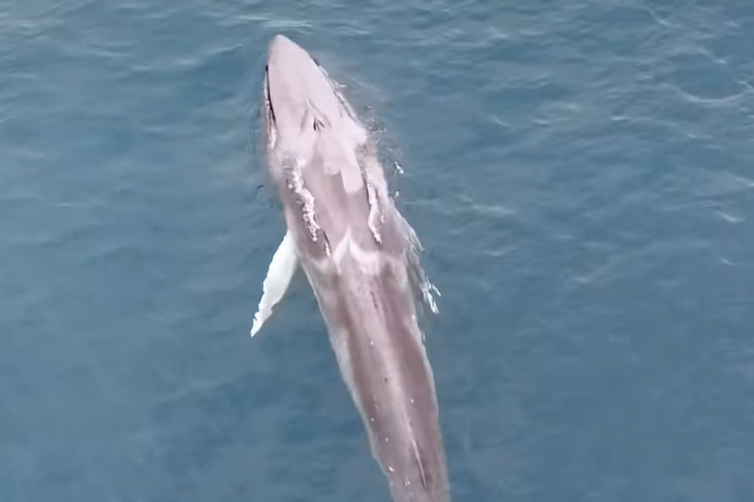 Video captures majesty of rare Omura’s whale | NEWSPORT DAILY